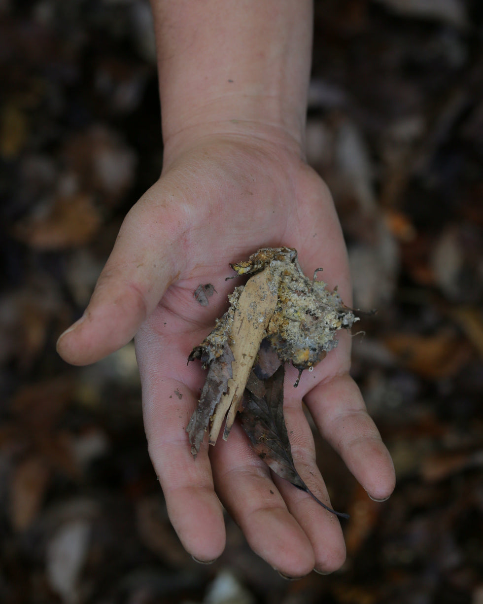 Journey – syncs.earth